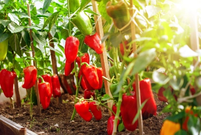 Paprika richtig nutzen | Warenkunde kompakt